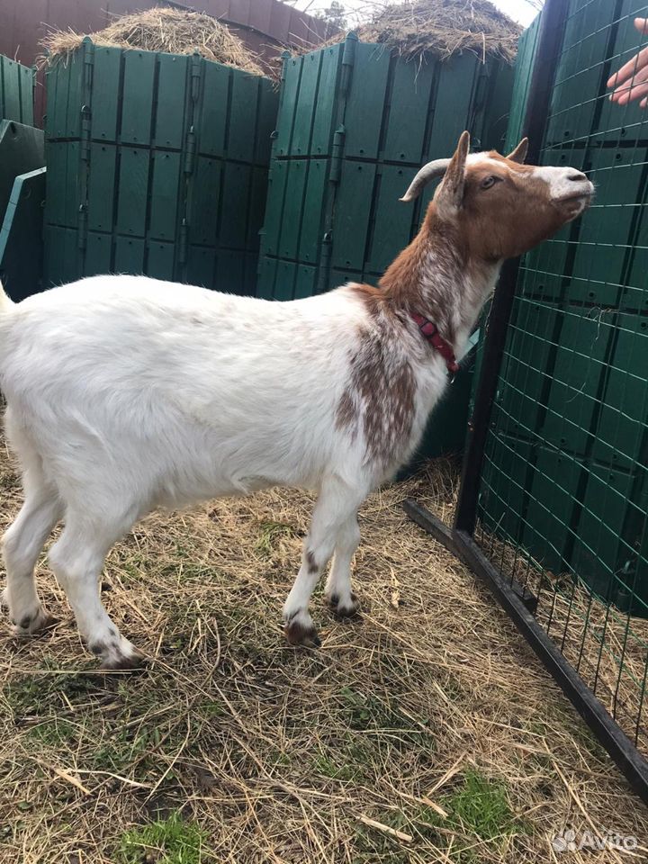 Продажа Камерунских коз