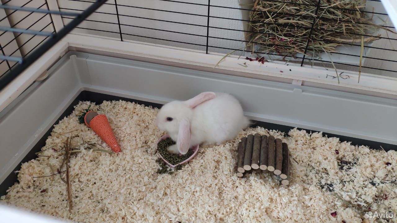 Декоративный кролик