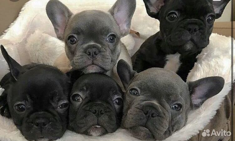 Ищу щенка французика до 10 000