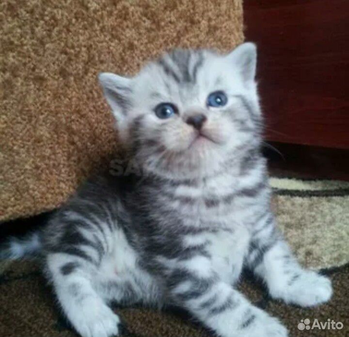 Котёнок