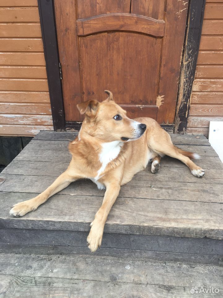 Обаятельный пёс Дик в добрые руки