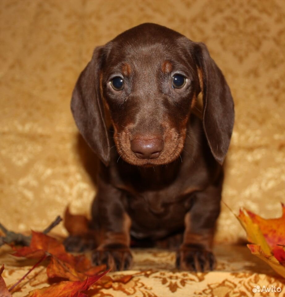 Шоколадная мини такса покупка