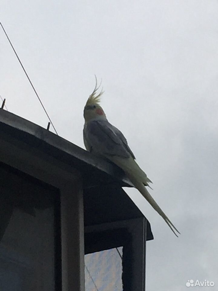 Найден попугай Карелла