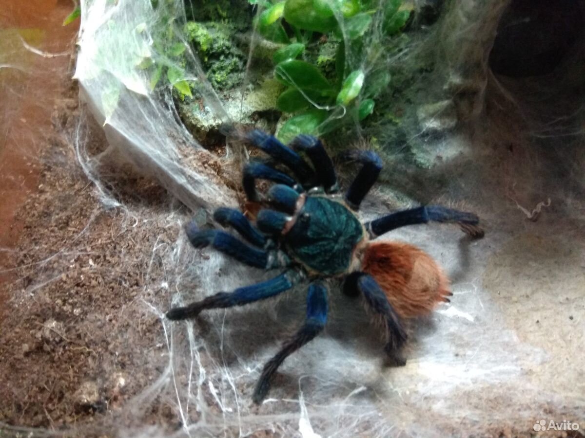 Паук птицеед Chromatopelma