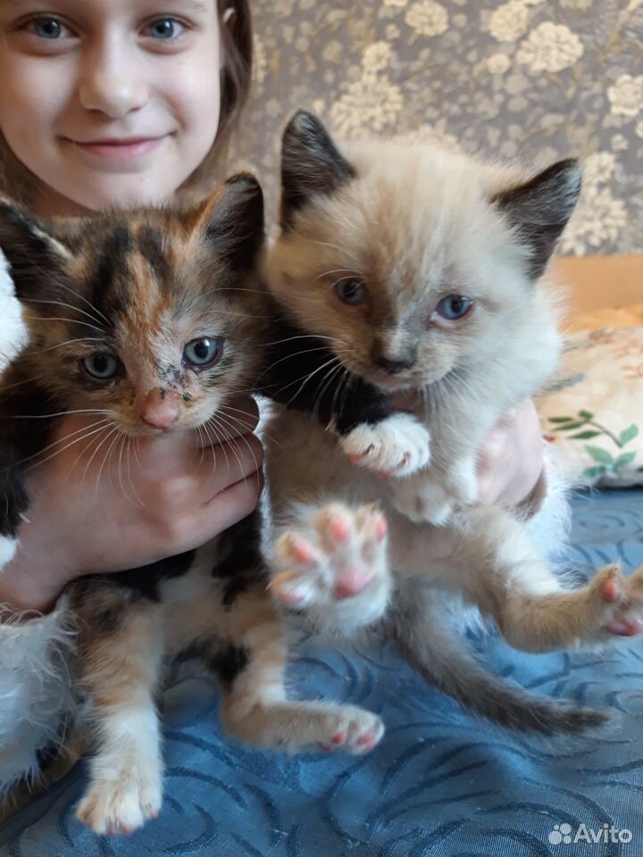Котята в самые добрые руки