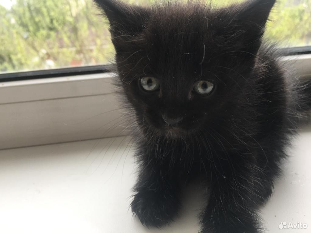 Котик Гарик