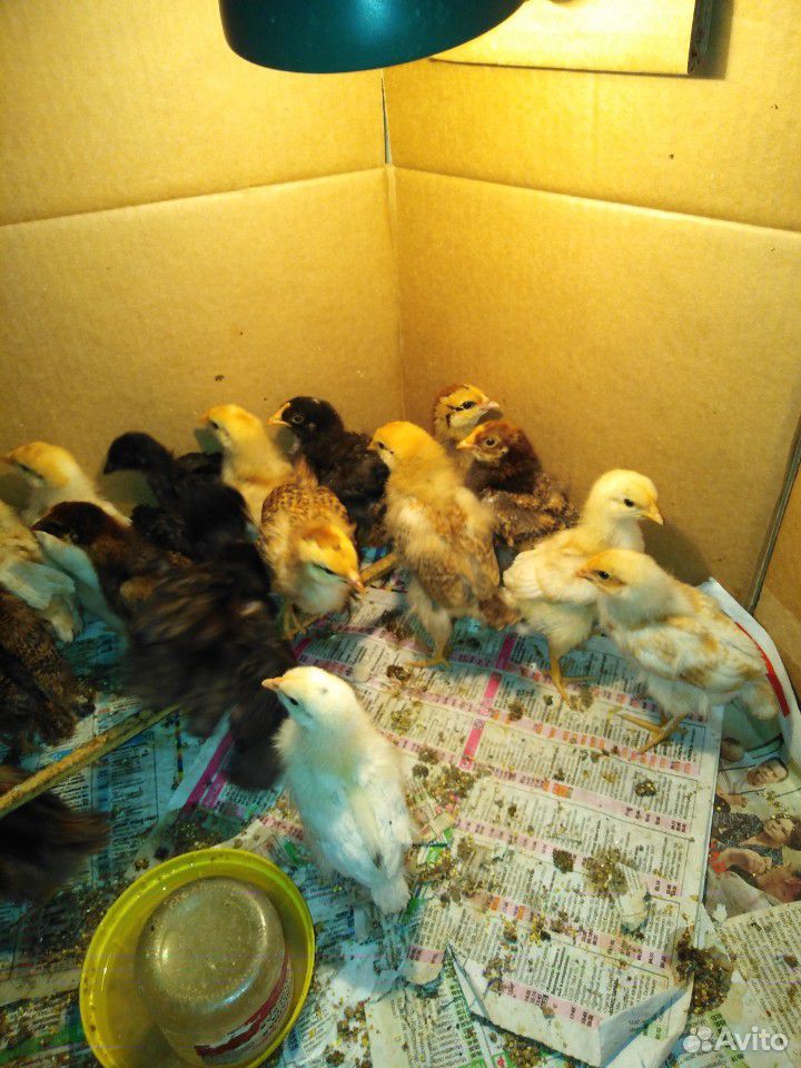 Цыпленок брама