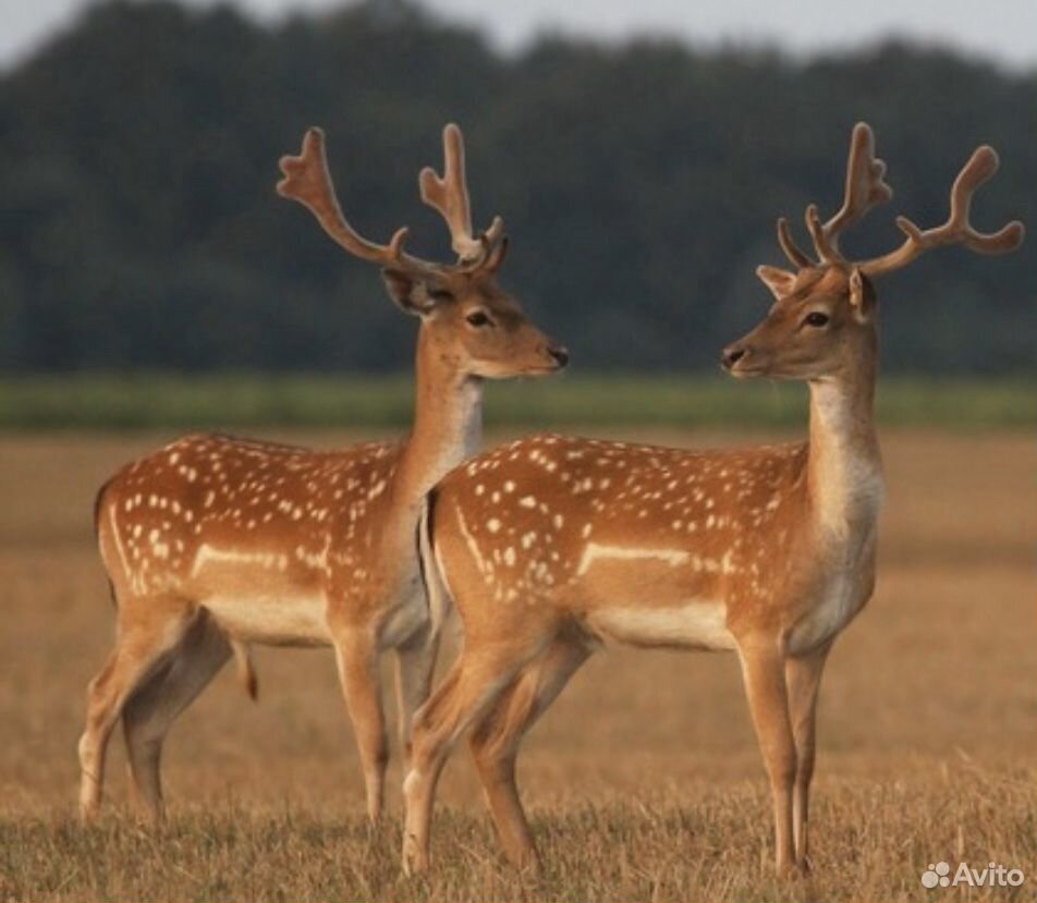 Европейская лань
