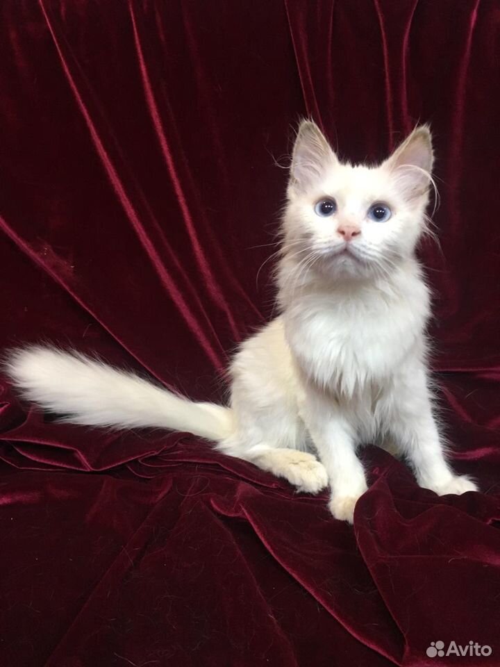 Шикарный котик около 1,5 лет. Глухой