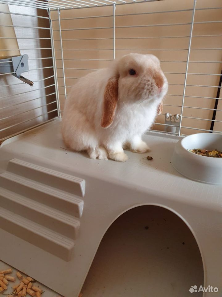 Кролик для спаривания, вязки