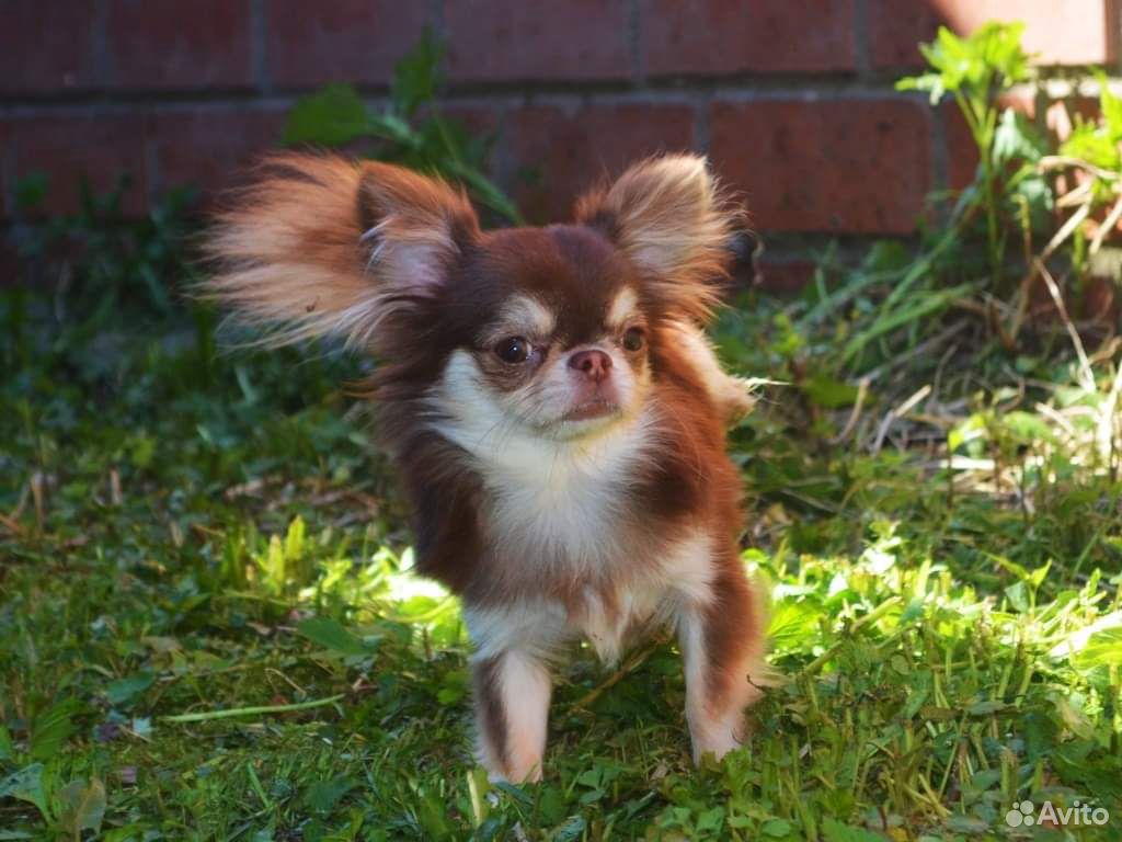 Шикарный мужчина