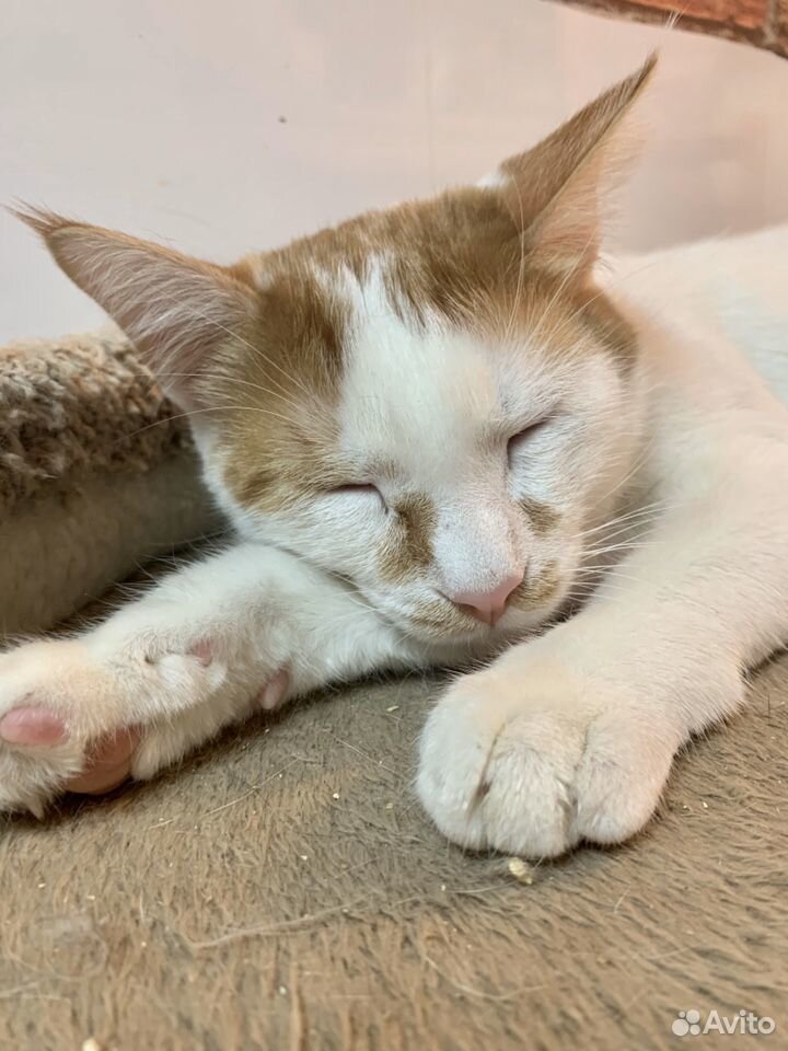 Котёнок Лео 9 мес ищет дом