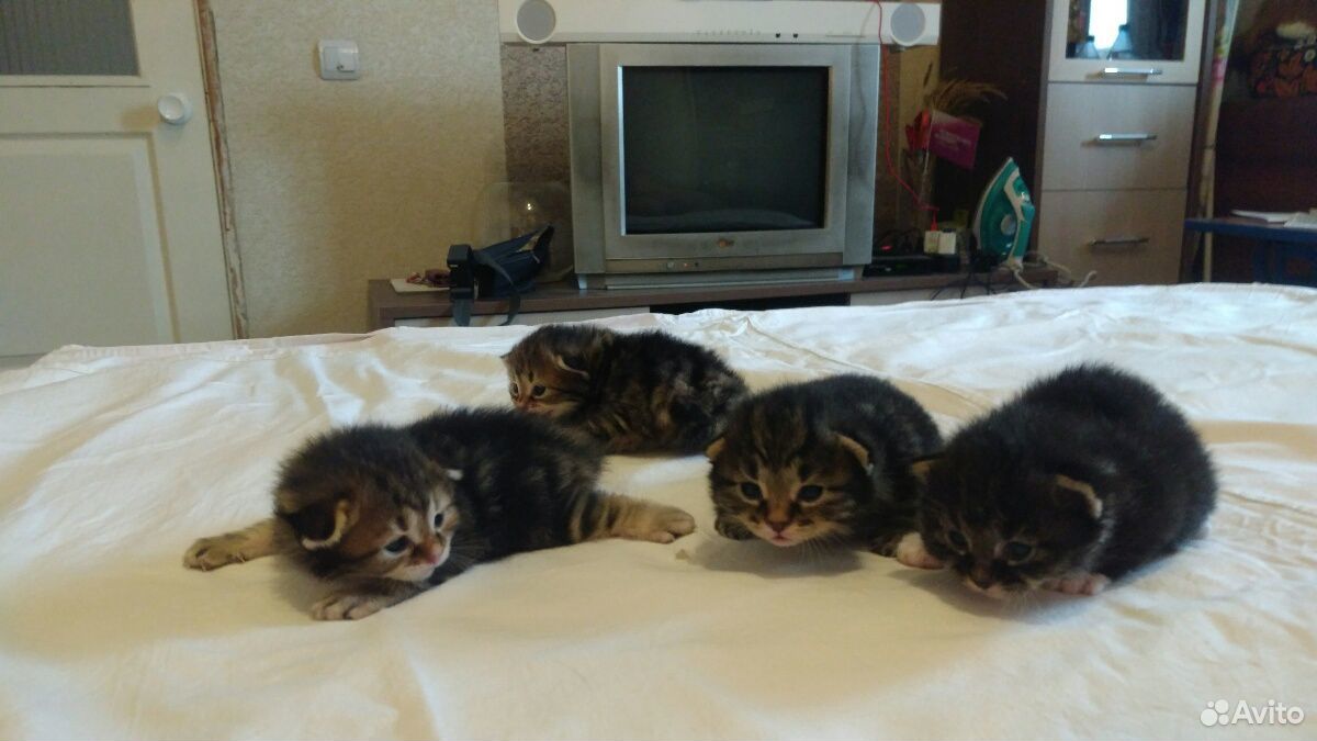 Котята курильского бобтейла