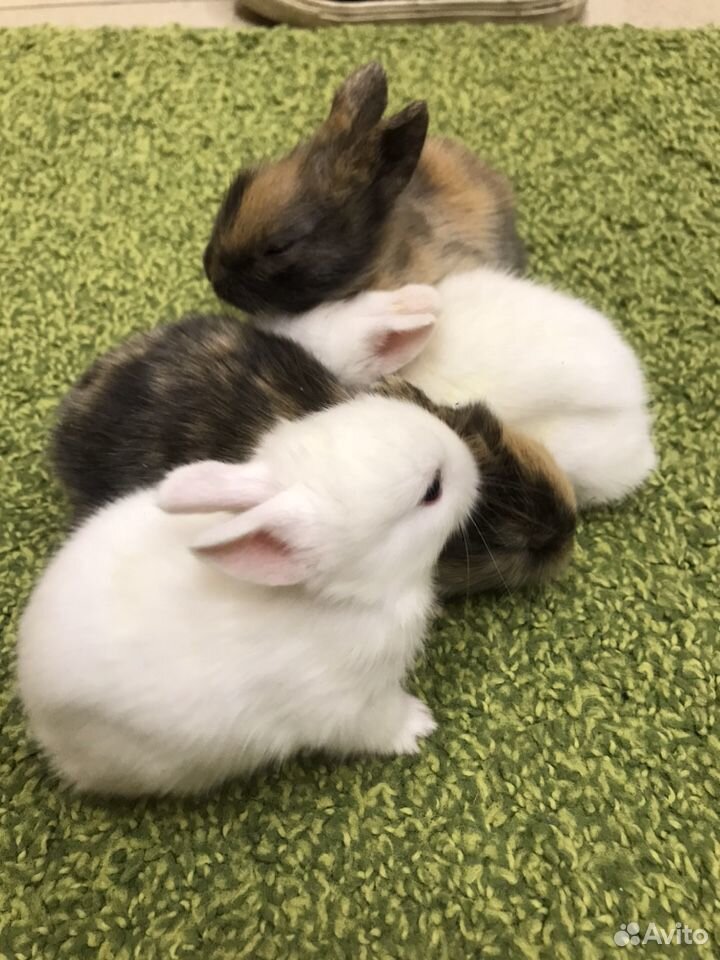 Кролик Декоративный