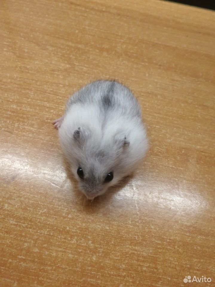 Джунгарский хомяк