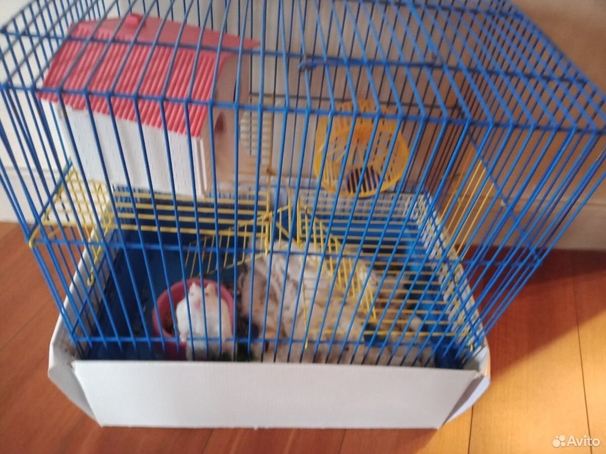Хомяк вместе с клеткой
