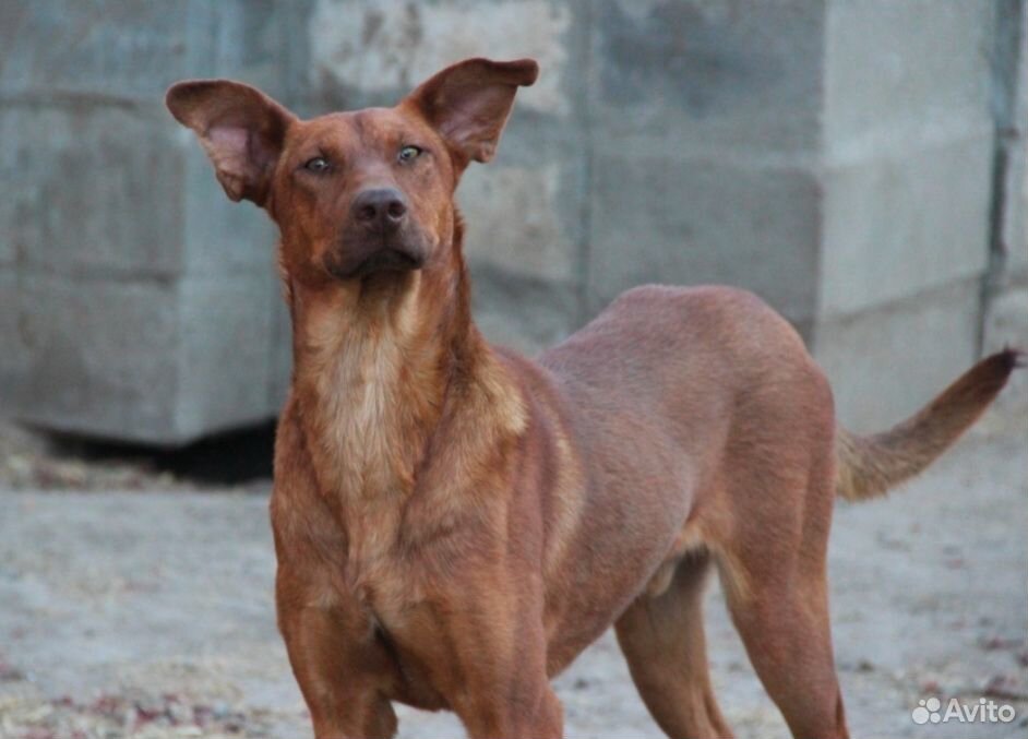 Красавчик Яша ищет теплый дом