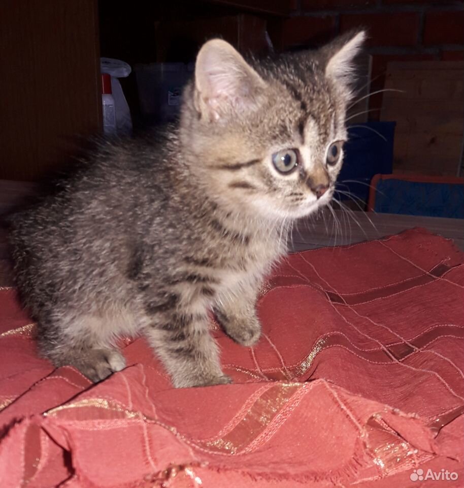 Кошки