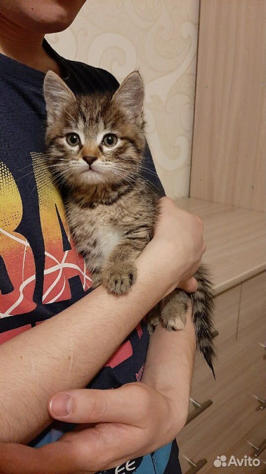 Котенок ищет свой дом