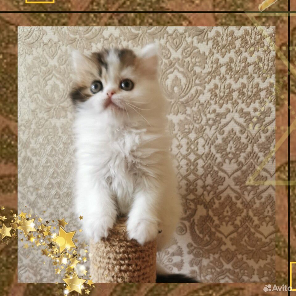 Элитная девочка Хайленд страйт