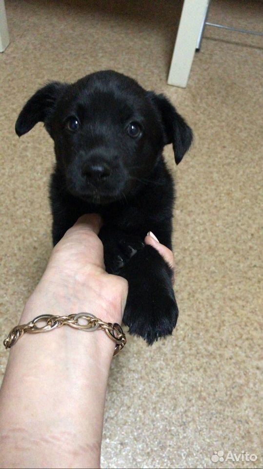 Щеночка Вики в дар