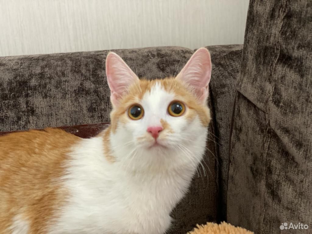 Ласковый котенок девочка в дар