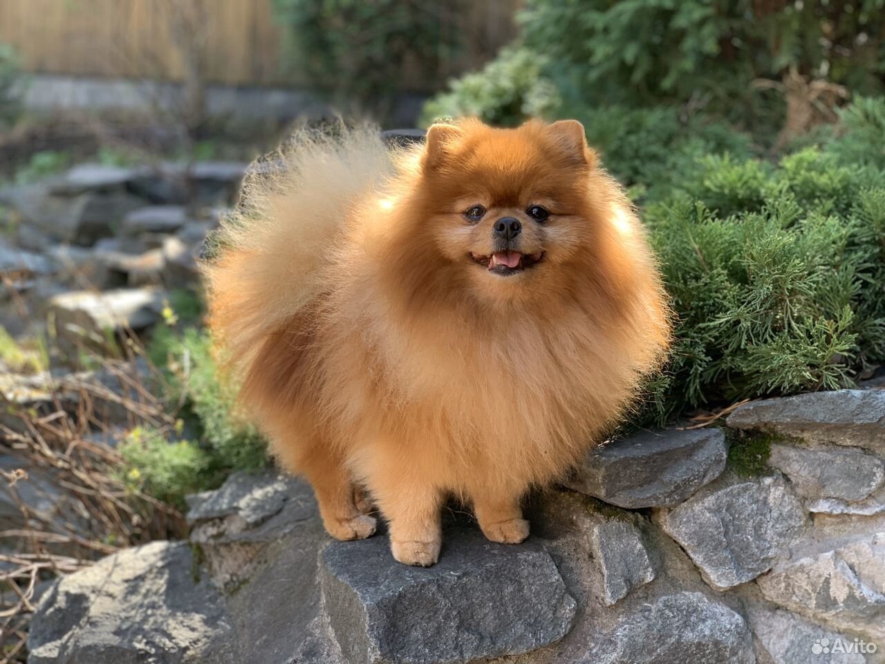 Вязка малый шпиц