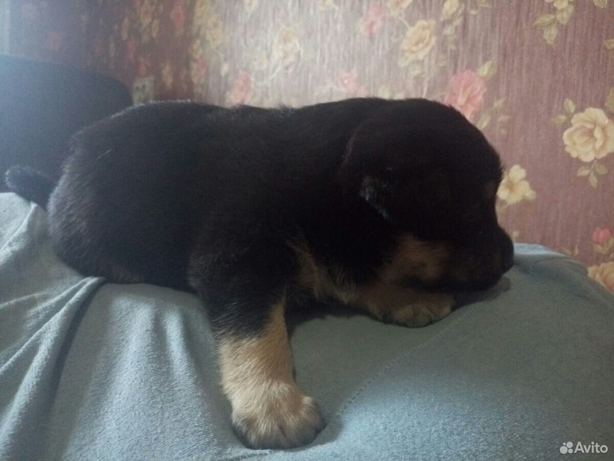 Немецкая овчарка помесь