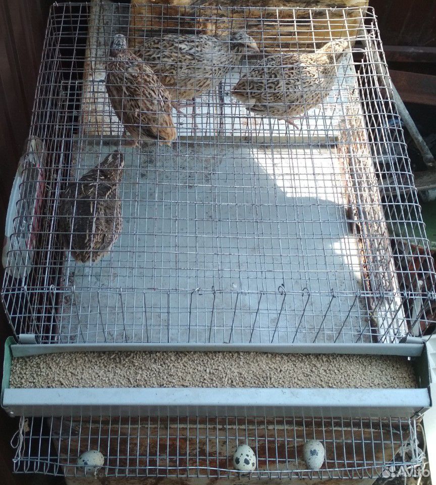 Перепелки несушки