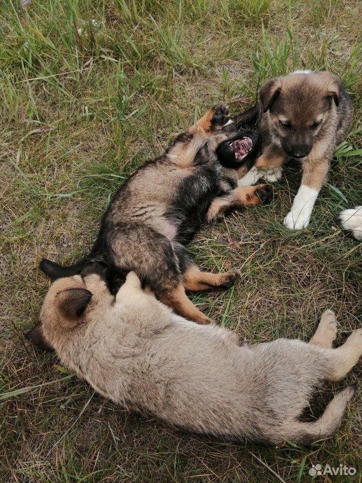 Собака