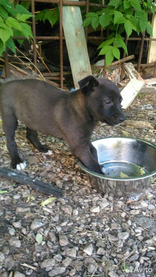 Малышка Шоколадка