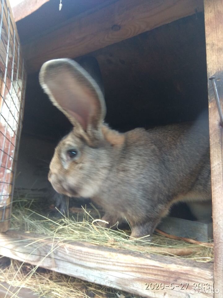 Крол фландр на случку