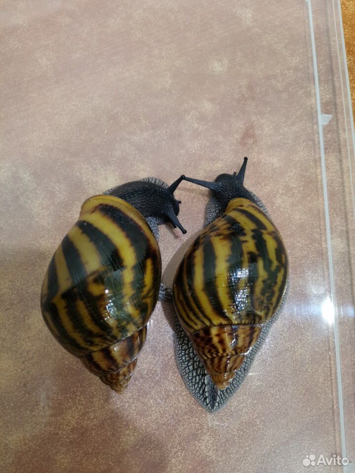 Улитка Ахатина Тигр