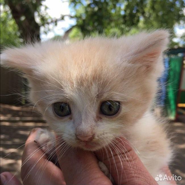 Котята ищут семью. Выбери себе друга