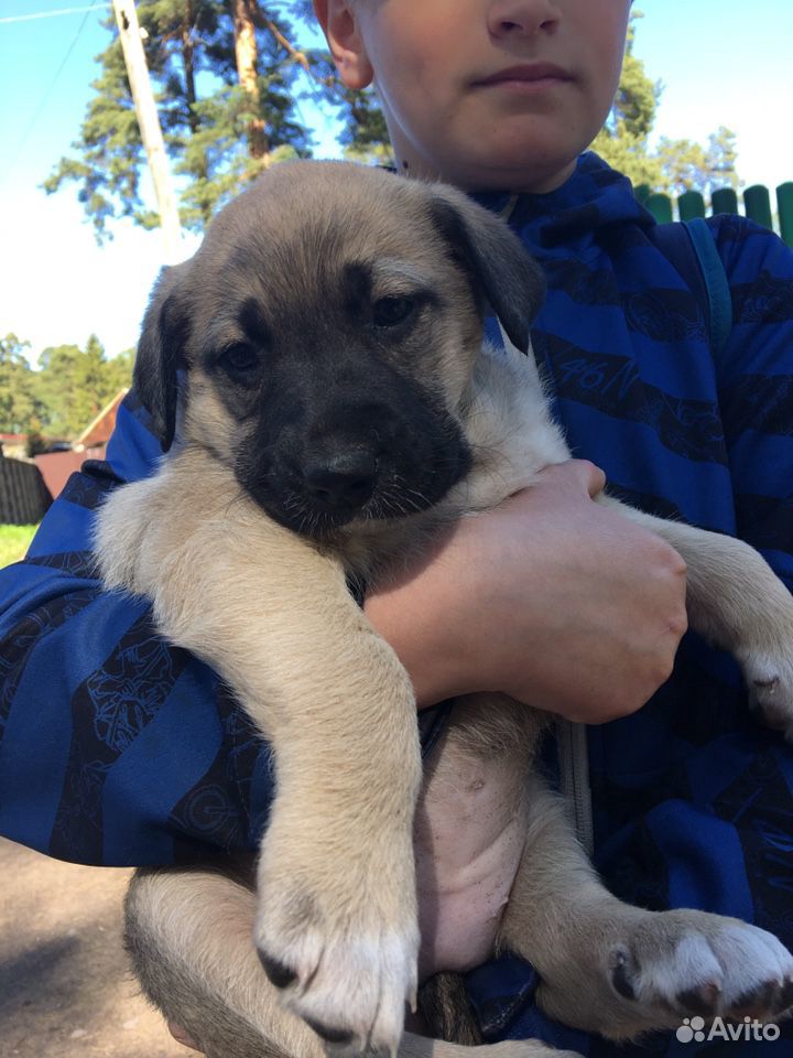 Щенки в хорошие руки