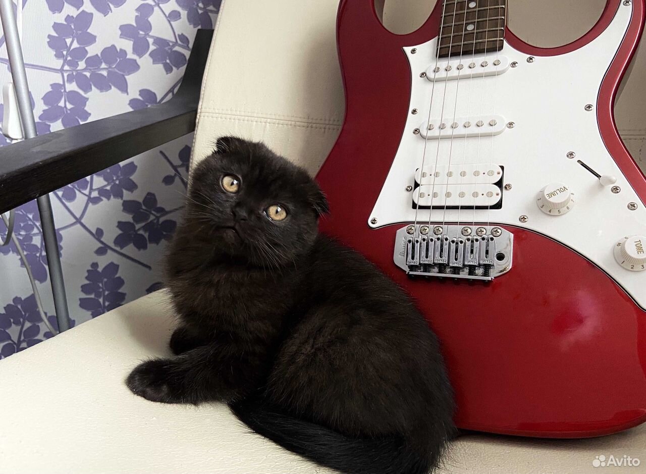 Чудесный Шотландский вислоухий котенок