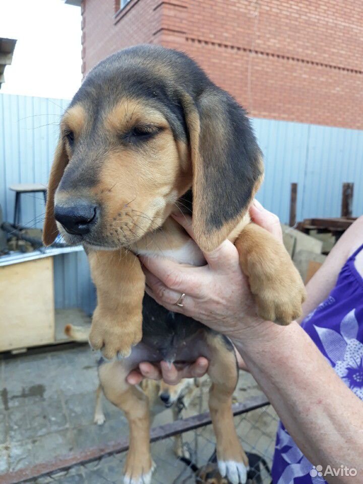 Щенки русской гончей