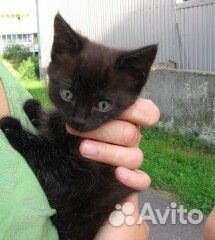 Котенок на улице