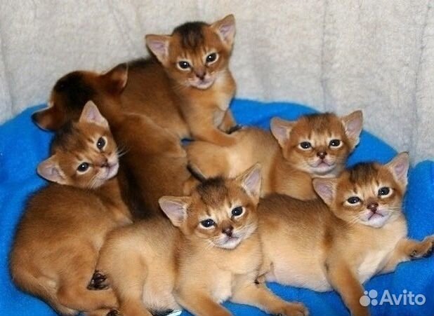 Абиссинский котенок дикого окраса Фредди