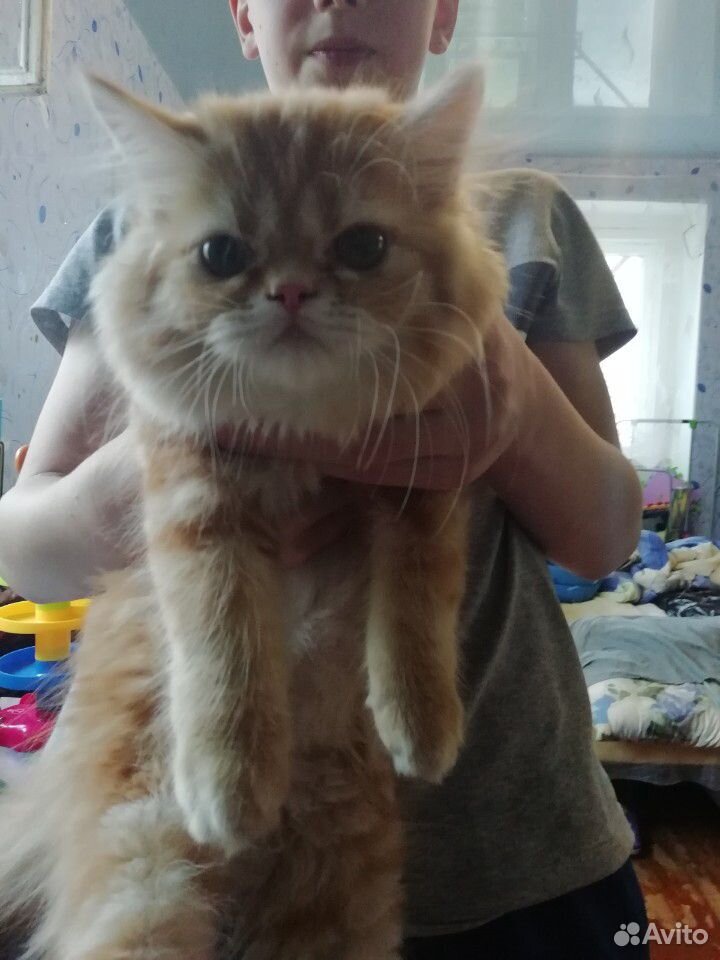 Персидская и веслоухая