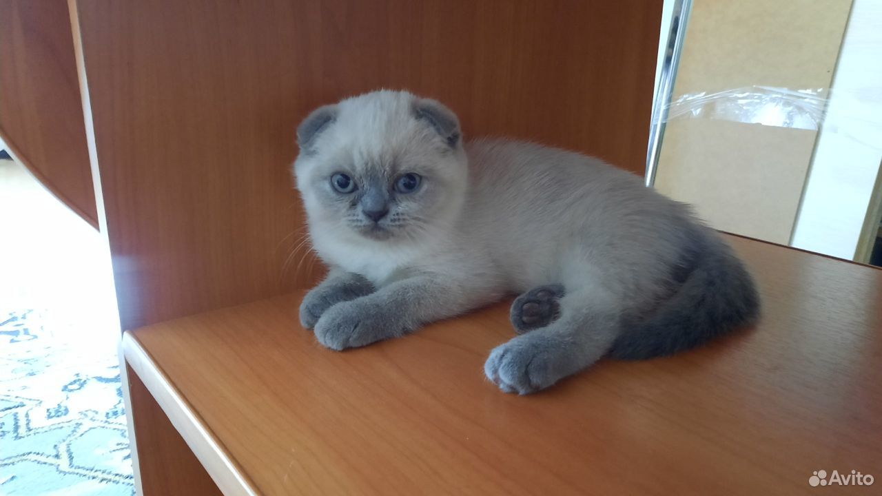 Котята шотландской вислоухой