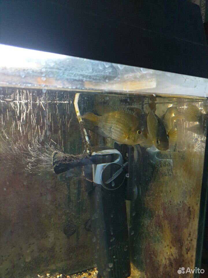 Акара марони