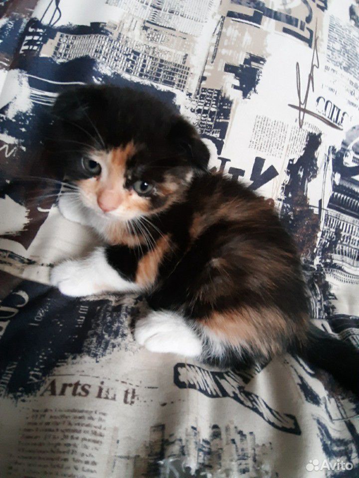 Котята вислоухие