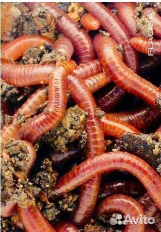 Черви калифорнийские