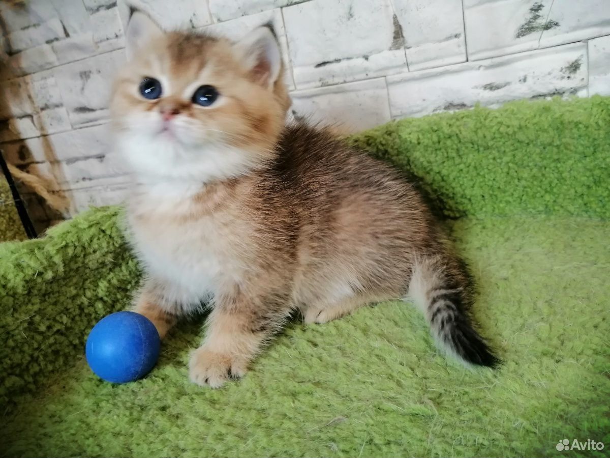 Британский котик ny25