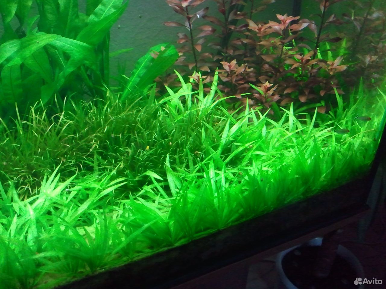 Эхинодорус четырехреберный (Echinodorus quadricost