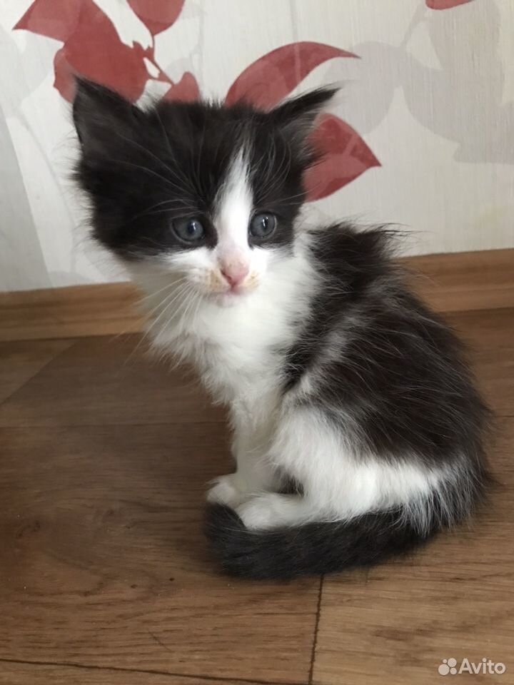 Котенок,девочка,1 мес,ласковая,от домашней кошки,к