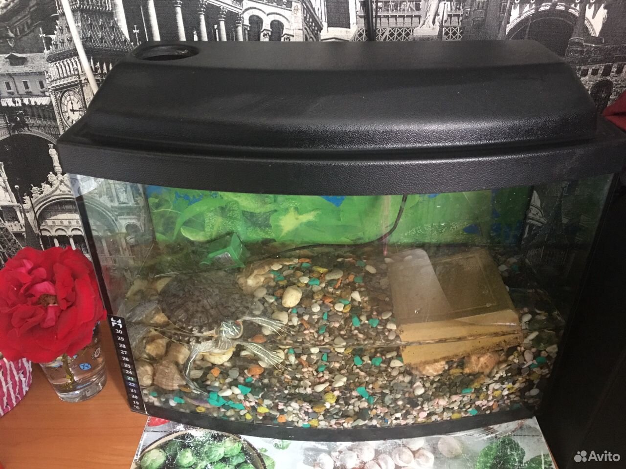 Черепаха с аквариумом