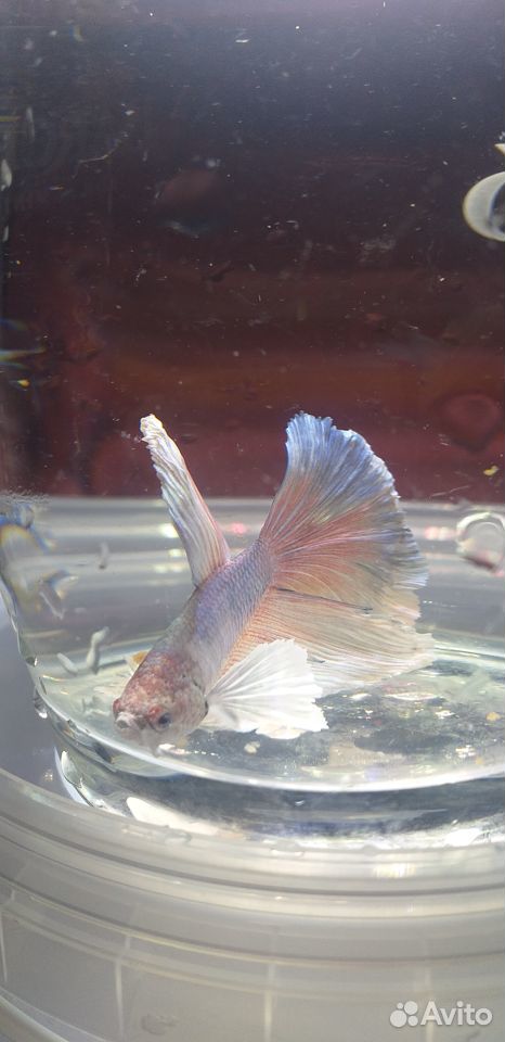 Рыбка Петушок слоноухий король