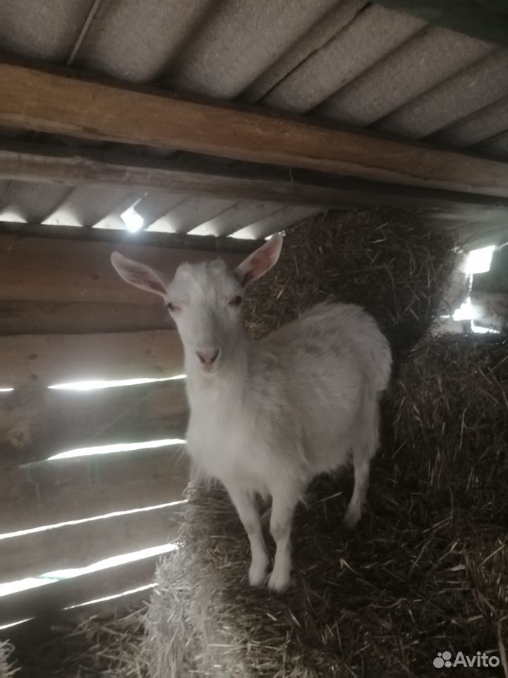 Козлята 5 месяцев